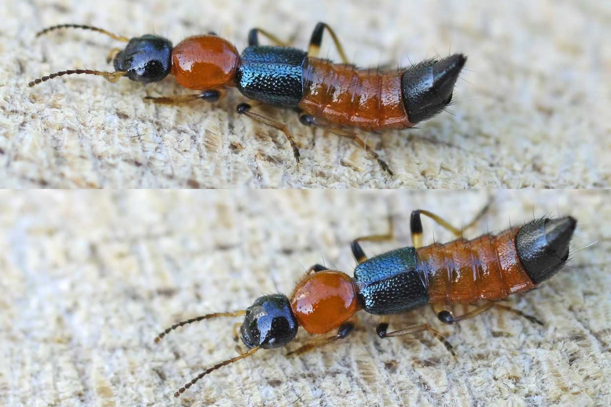 'Nairobi Fly' That Causes Chemical Burns On Skin Spreads To Siliguri ...